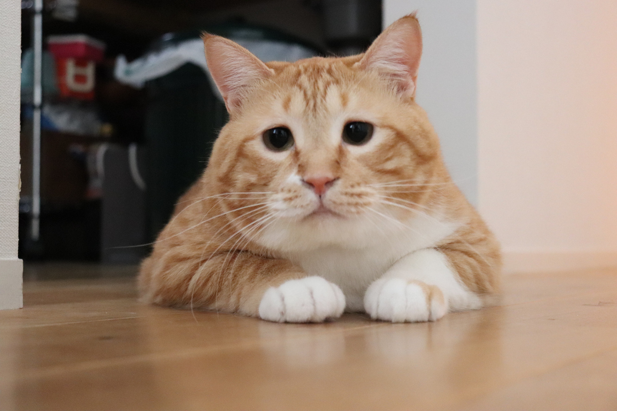 ぐっぴー｜ブログ