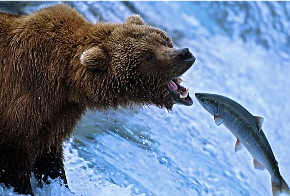 Nature's Great Migration: Witnessing the Wonders of the Salmon Run