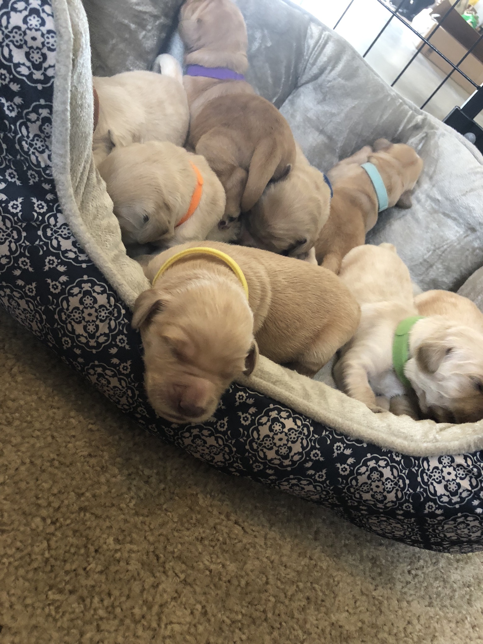 Available Puppies | Martin County Golden Kennels