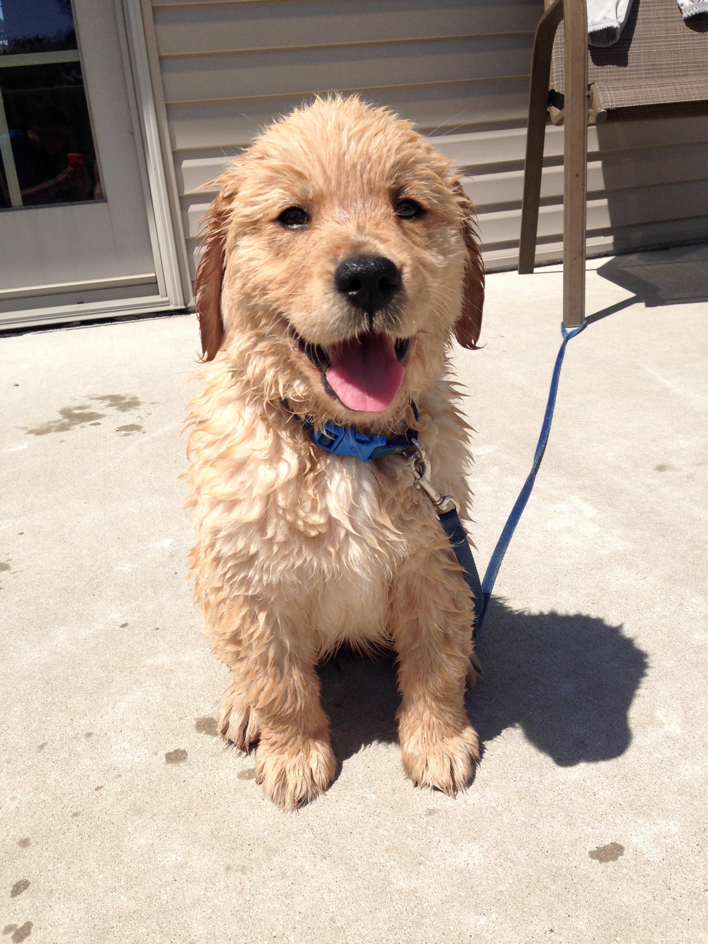 Gallery | Martin County Golden Kennels