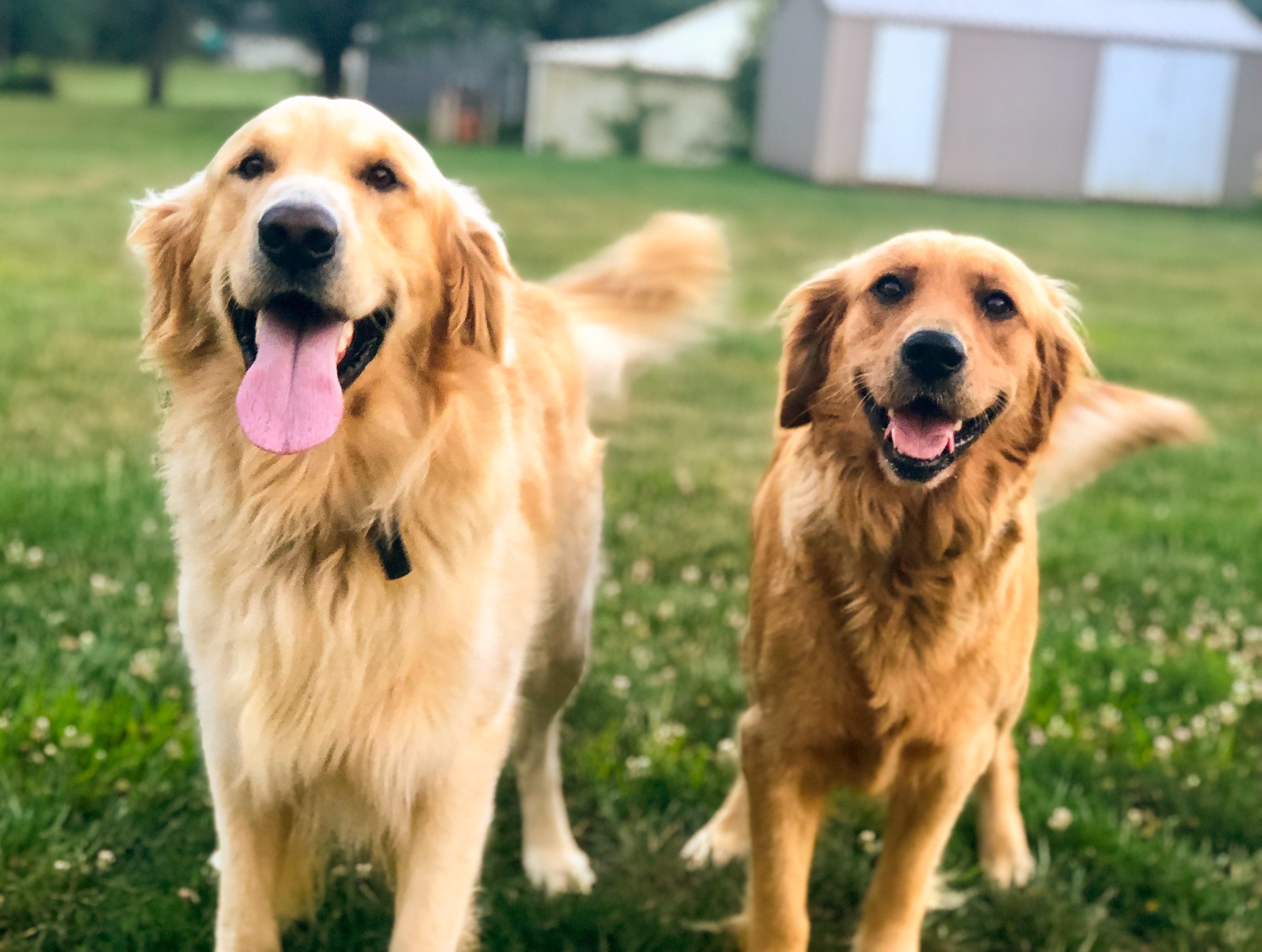 Martin County Golden Kennels - Golden Retrievers for Sale in Loogootee