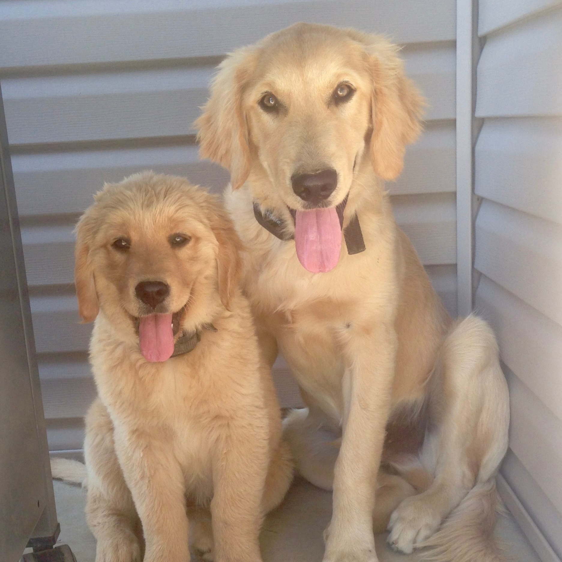 Martin County Golden Kennels - Golden Retrievers for Sale in Loogootee