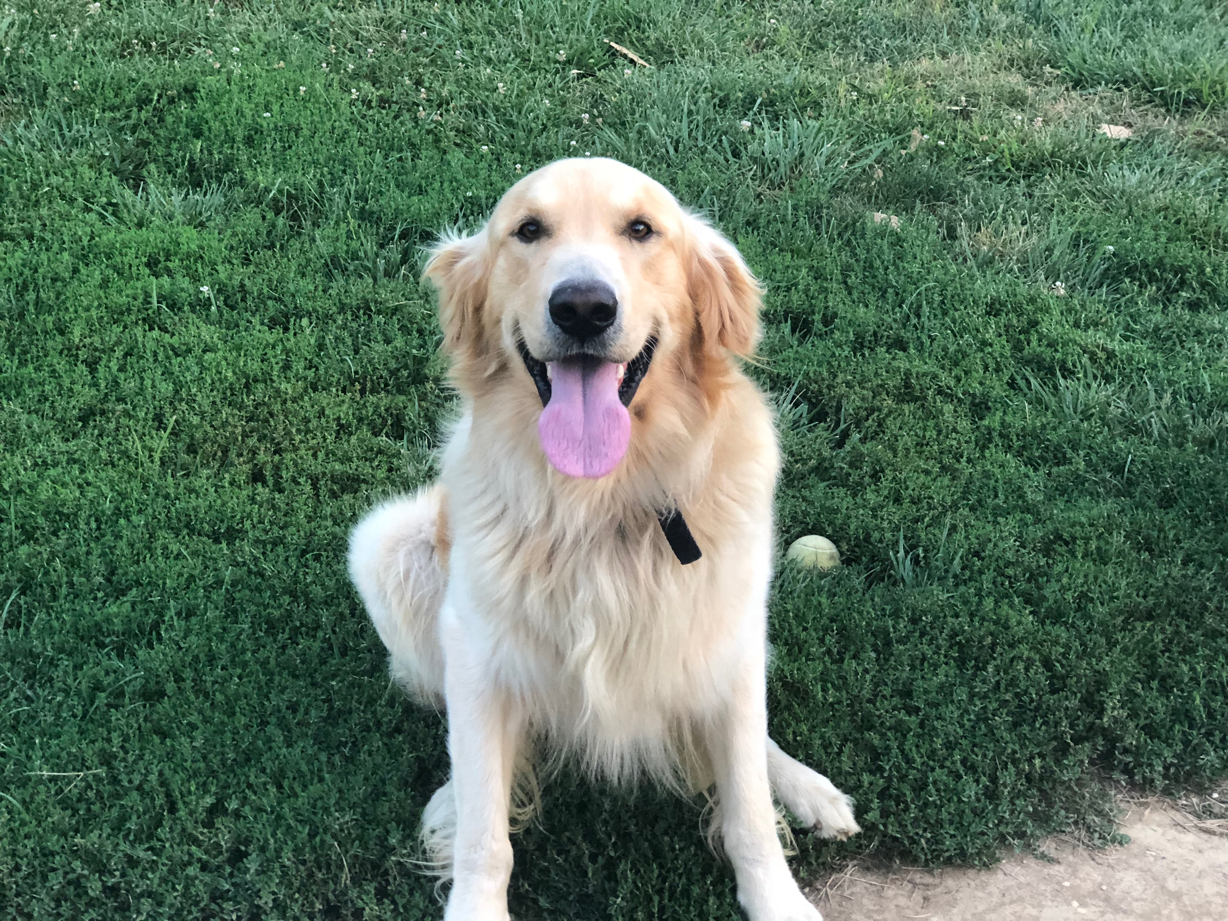 Gallery | Martin County Golden Kennels