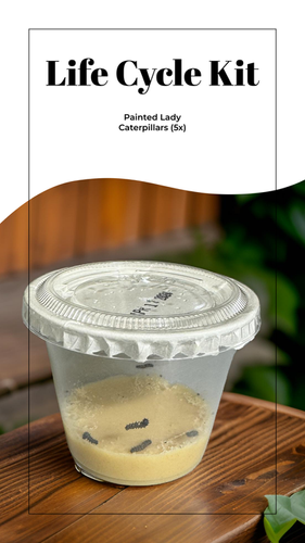 Butterfly Life Cycle Kit | Grace & Honor