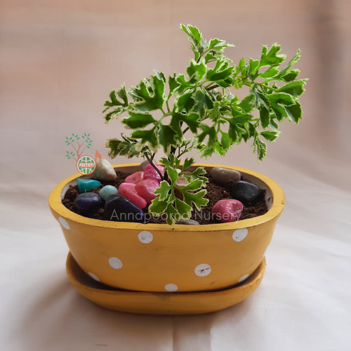 Yellow Oval Terracotta with Variegated Ball Aralia Plant | Annapoorna ...