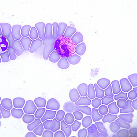 Hematologia do Porquinho da Índia | VetAtlas