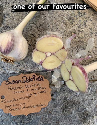 Susan Delafield Garlic | K5 Garlic & Gardens