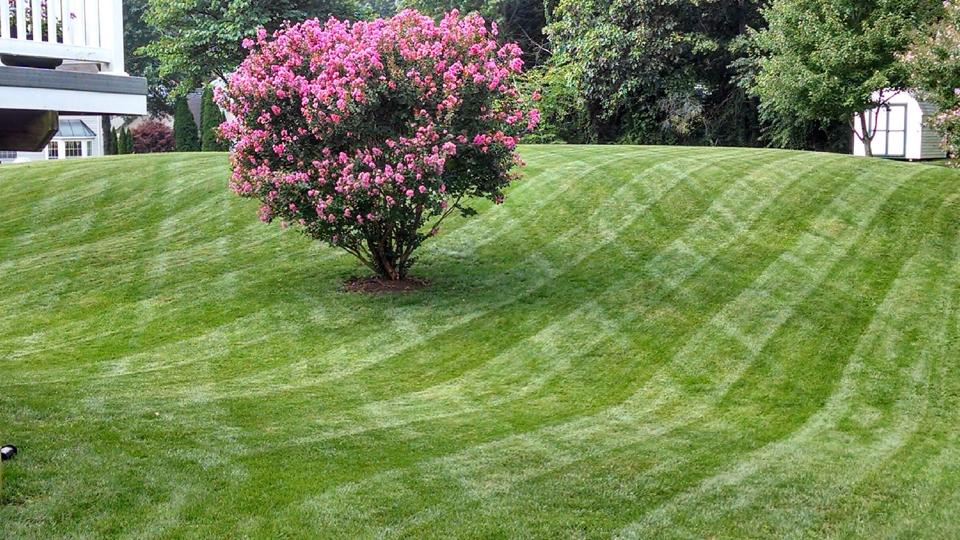 Lawn Care Fort Washington | United States | Maple Hill Lawn and Garden