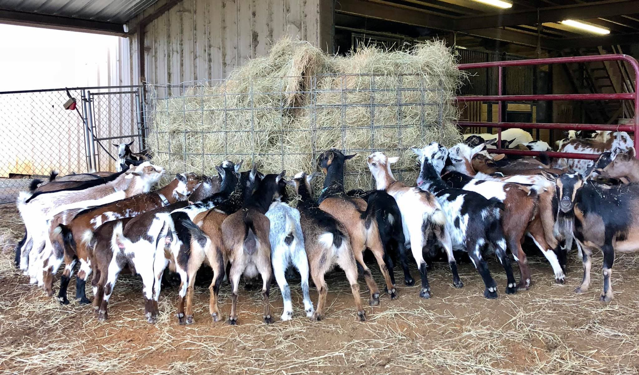 Junior Does | RivrVue Farm & Ranch