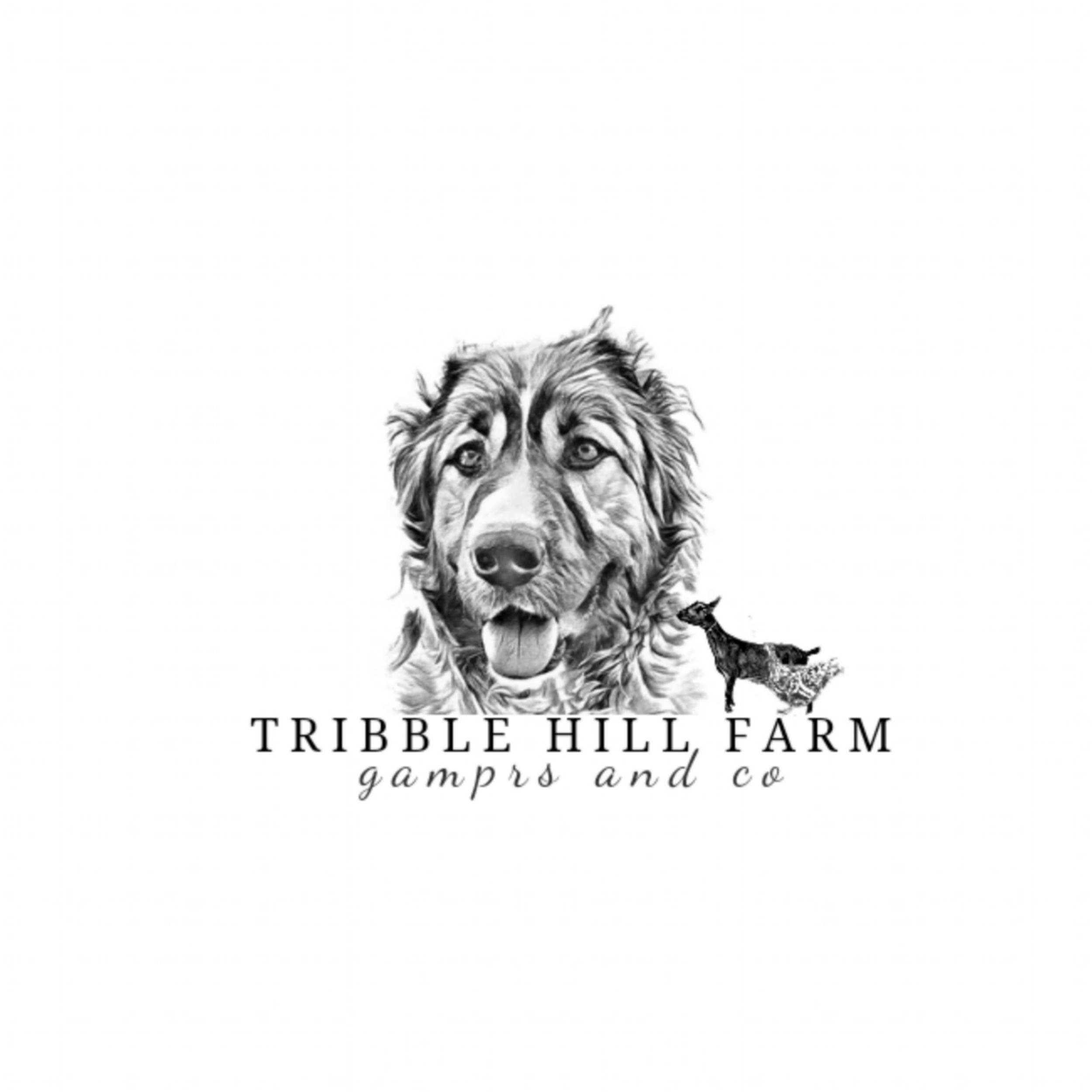 Nigerian Dwarf Goats | Greenwood Springs MS | Tribble Hill Farm Co