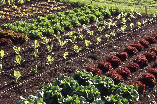 Manfaat Rotasi Tanaman terhadap Kesehatan Tanah dan Siklus Nutrisi