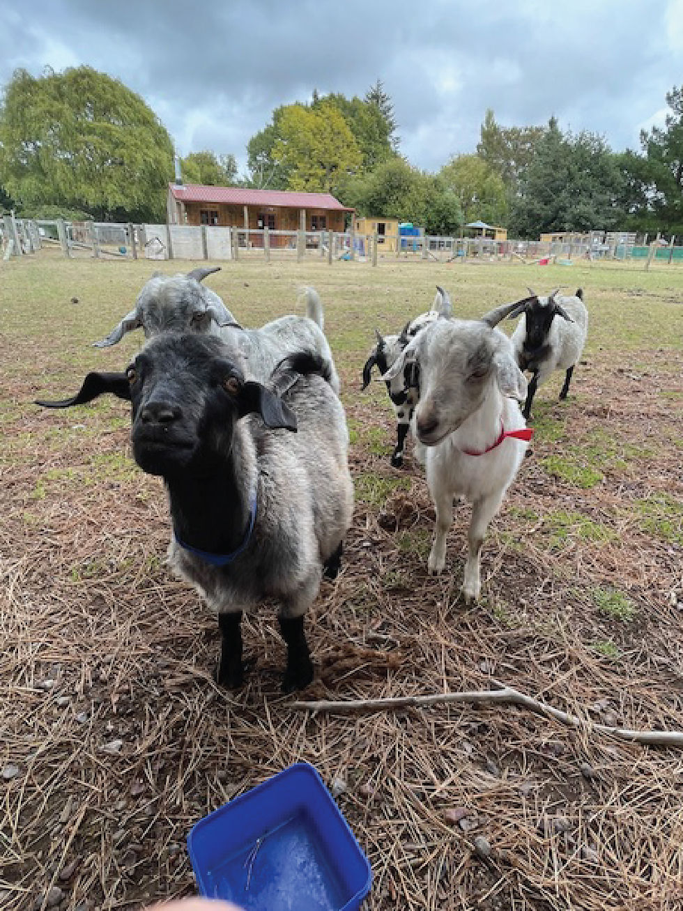 The Christchurch Easter Show 2024 | Easter Show