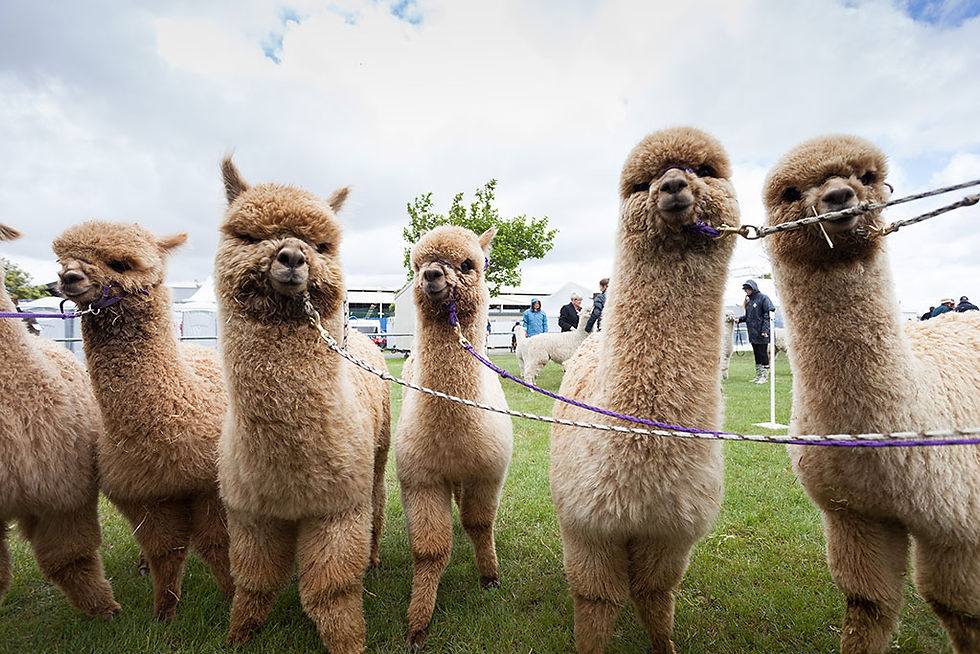 Home | TheChristchurchShow