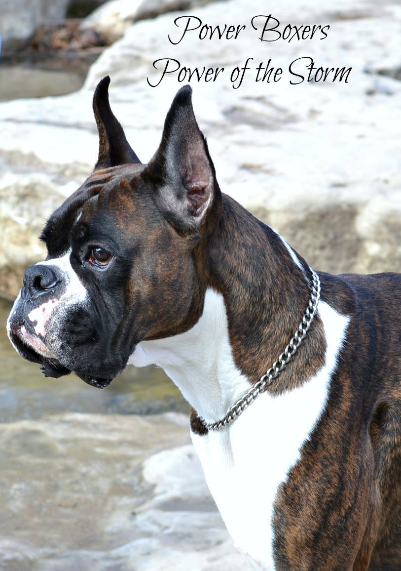 AKC Boxer Puppies | Power Boxers - Champion Bloodlines