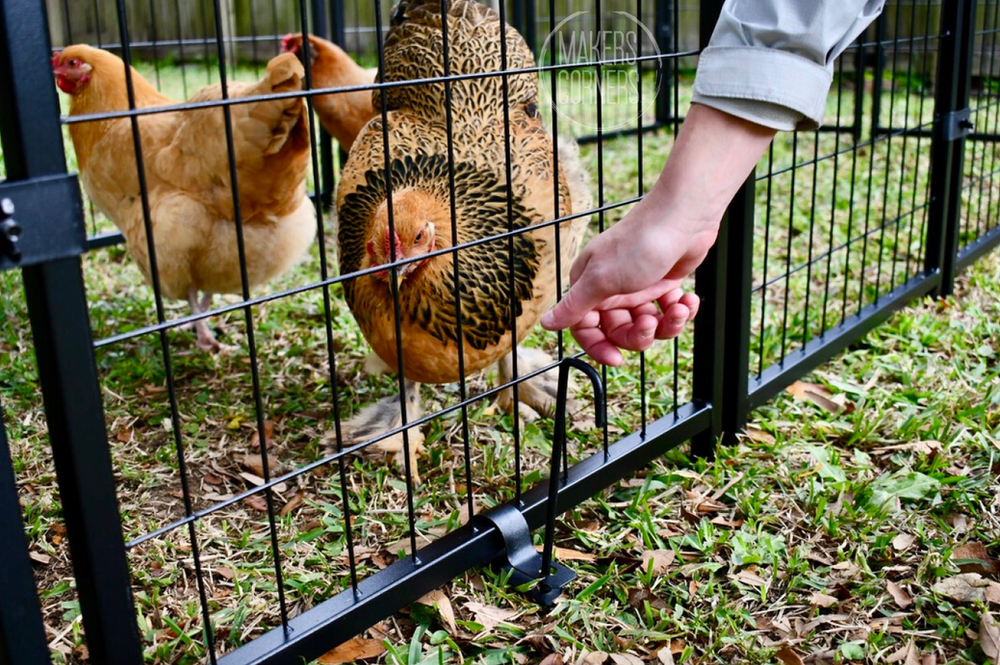 DIY Chicken Coop That is Easy to Build