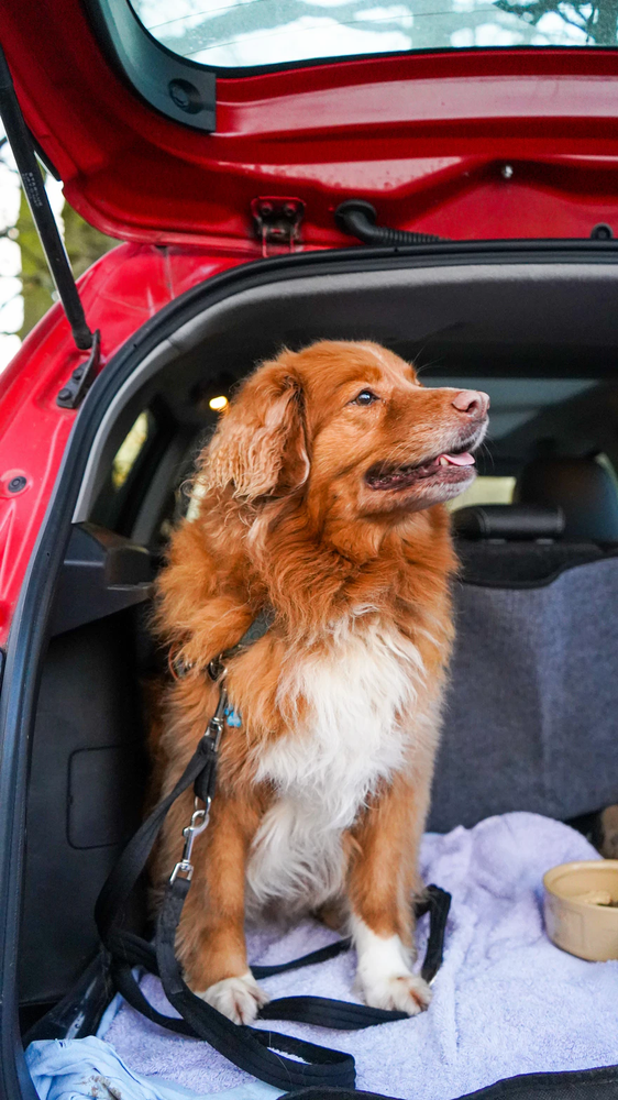 ¡5 consejos para que tu perro viaje cómodo y seguro en un carro!