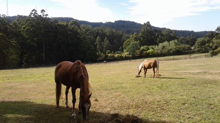 HOME | equinekinship