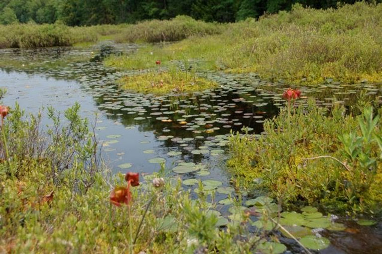 What is community ecology and why it matters