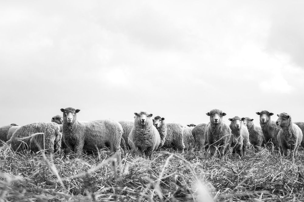 All About Sheep Farming in Australia
