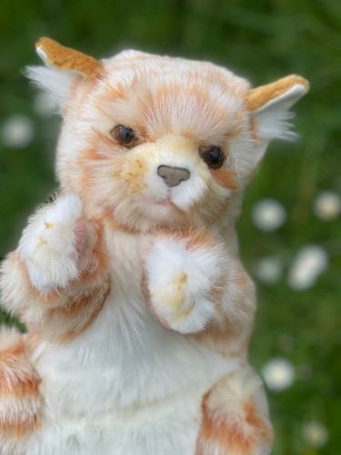 Ginger Kitten Puppet | Puppets for Learning