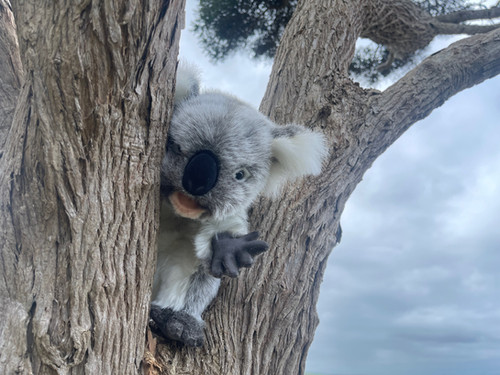 Koala Puppet | Puppets for Learning