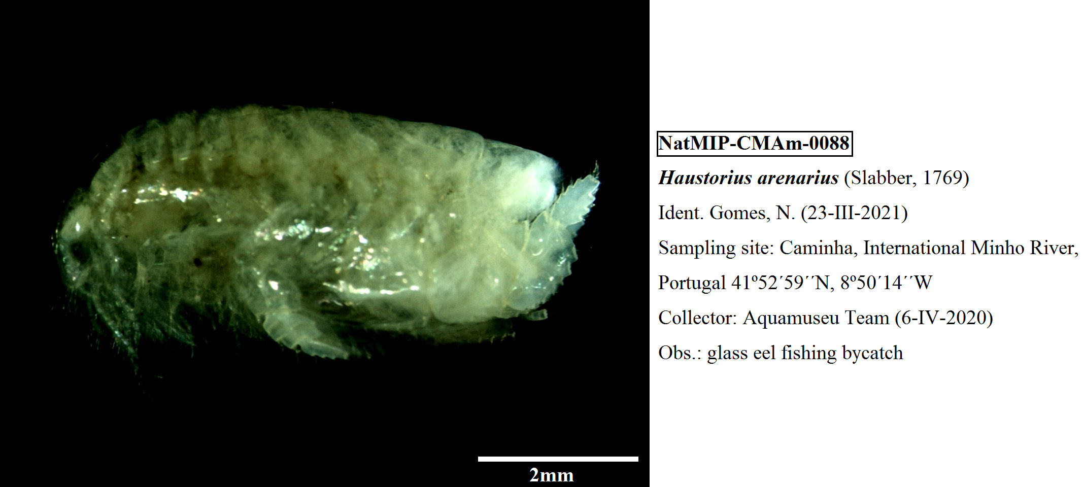 Haustorius arenarius