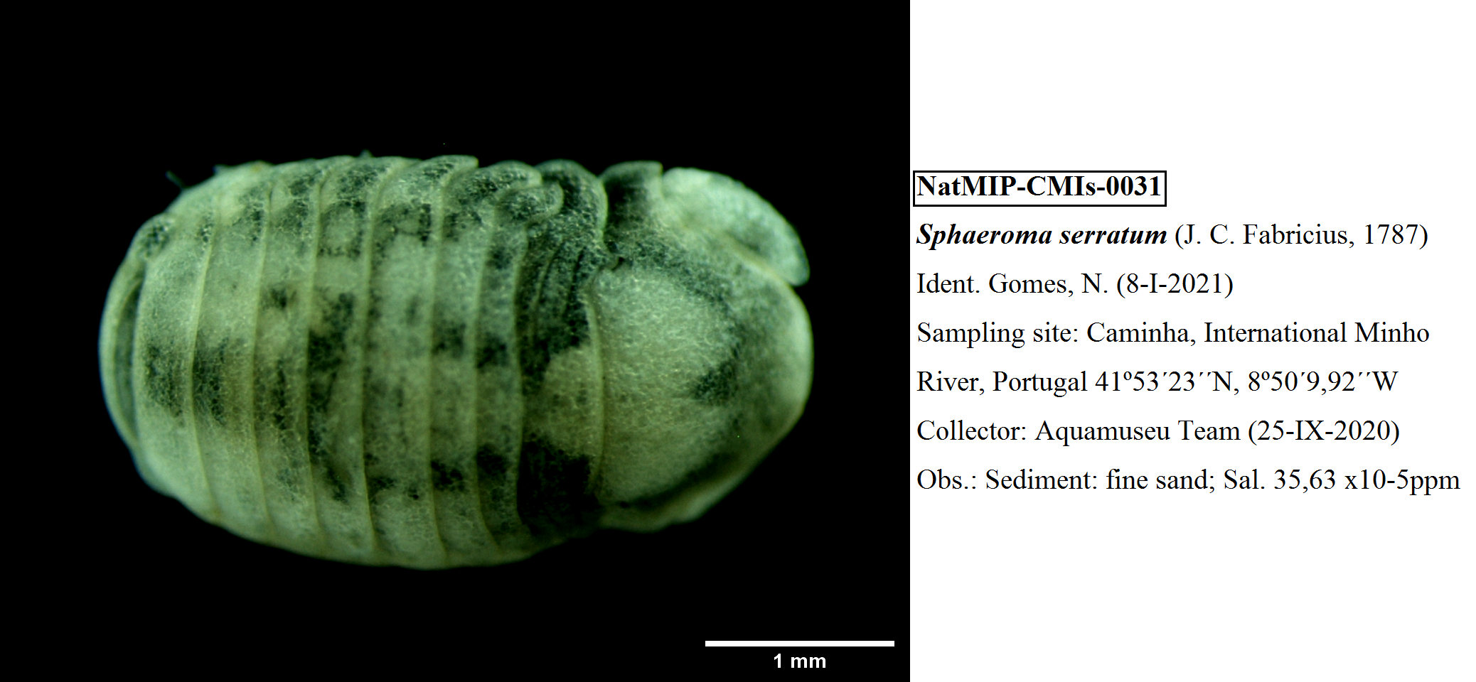 Sphaeroma serratum