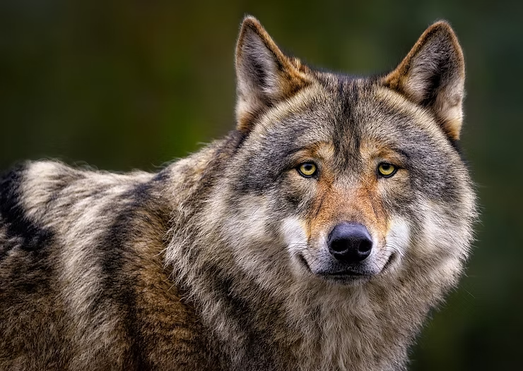 The gray wolf is the top dog of the canine family