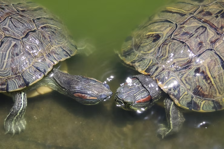 Turtle talk: Turtles communicate without making a sound