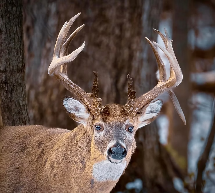 Deer say quite a bit without making a sound