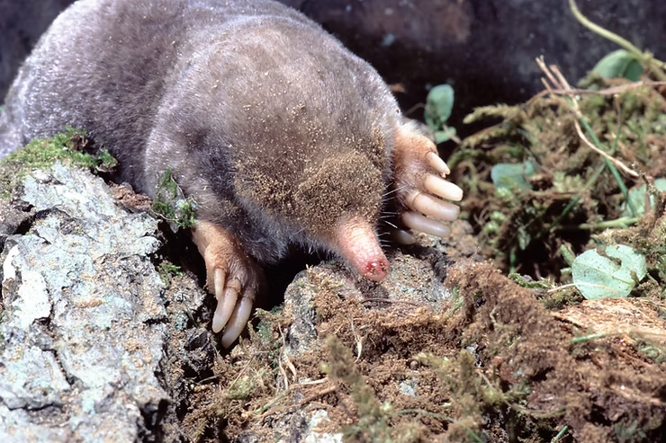 The secret underground life of moles