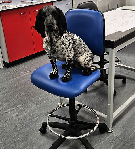 Lab Furniture | Murphy Moo