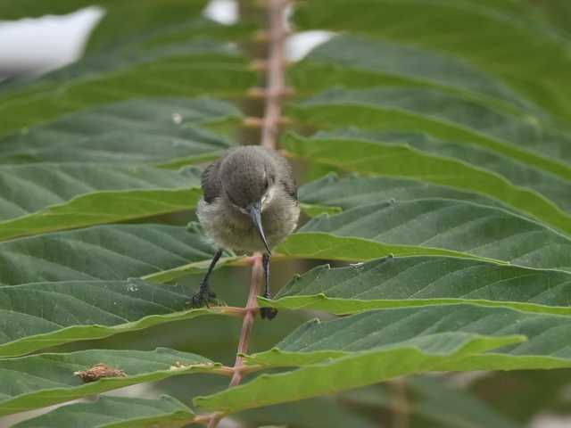 Discovering the Magic of Sunbirds: Nature's Jewel-Toned Wonders