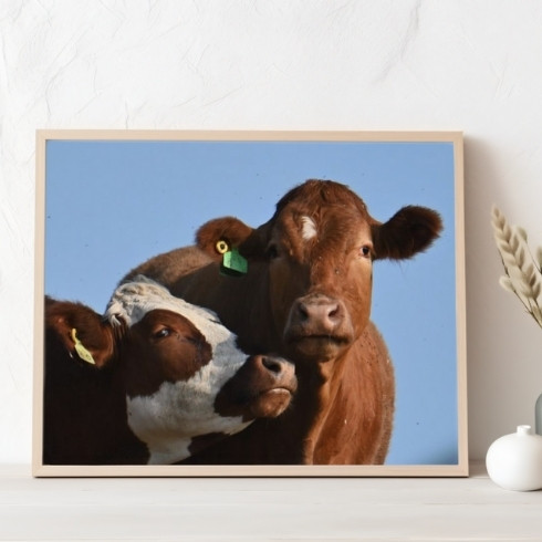 Stunning Poster with Two Cows Together Photo Wall Art for Your New Home ...