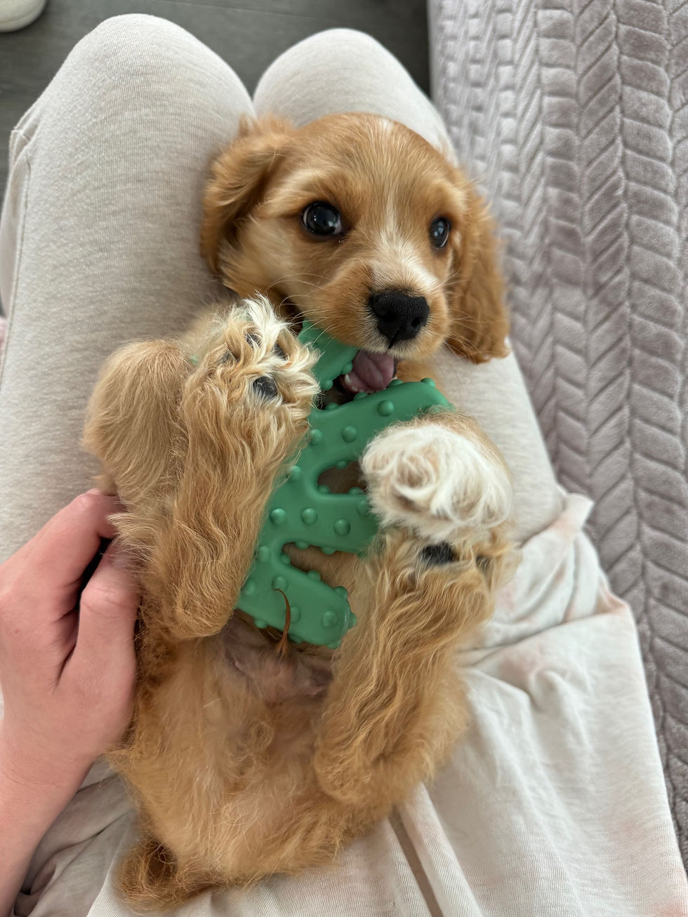 Available Puppies | Puppies Of Socal