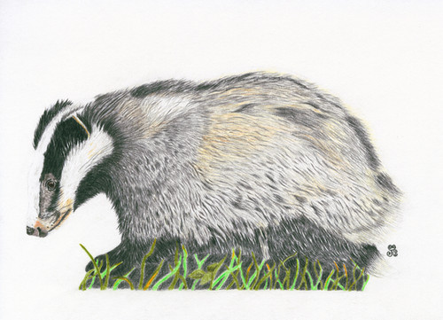"The Indomitable Badger " Prints | Jules Chabeaux
