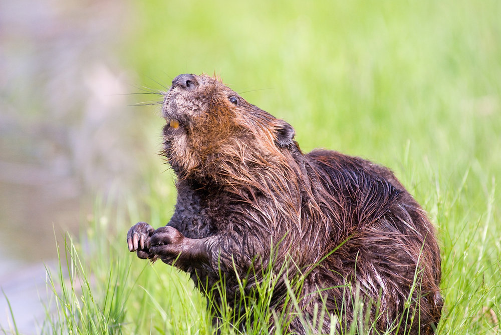 Welcome To "Bid For Beavers!"