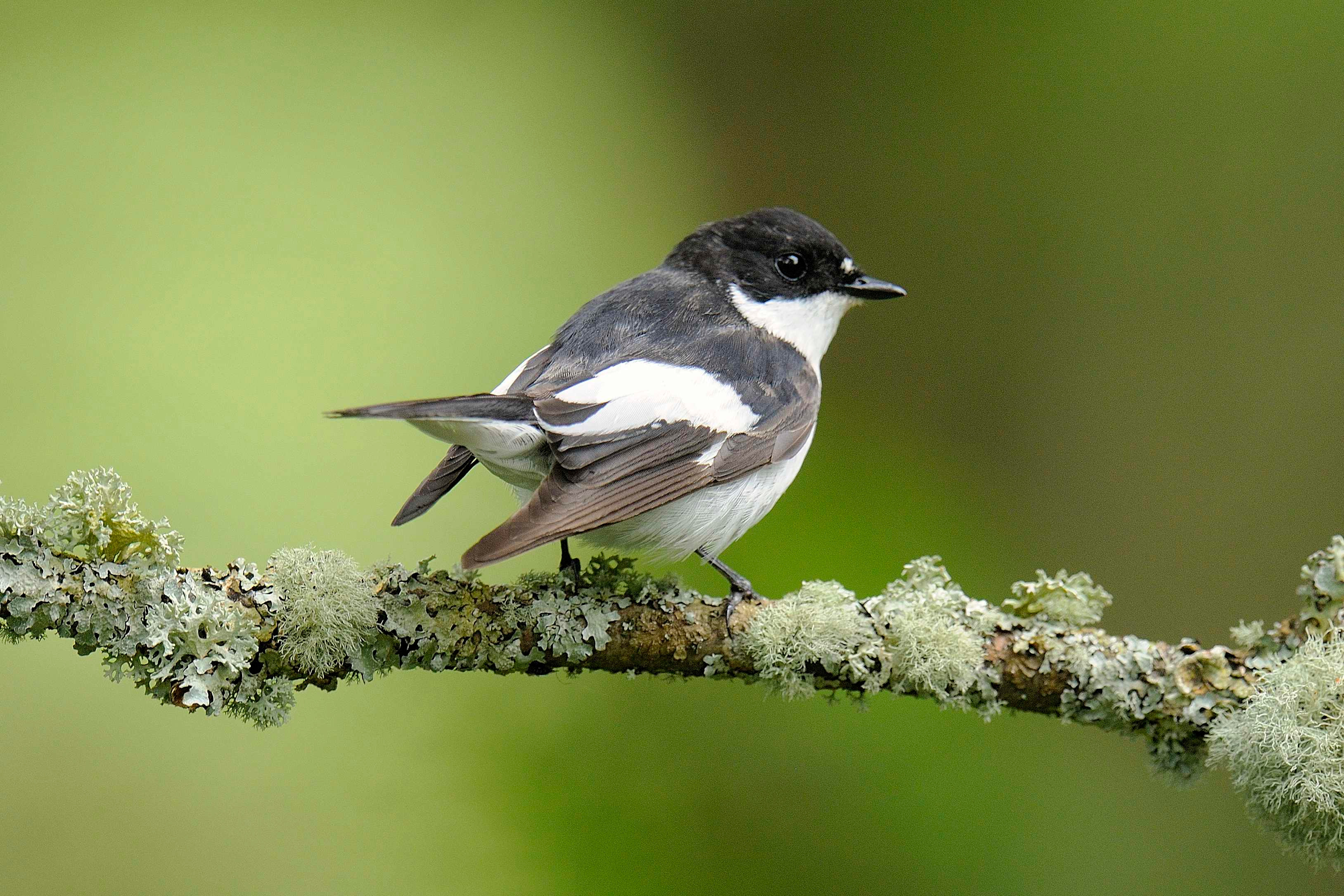 Moccas Hill Wood - Evening Chorus | HOC