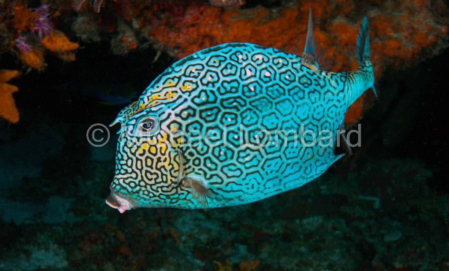 Fin Families - Marine Species / LombardUWPhoto.com