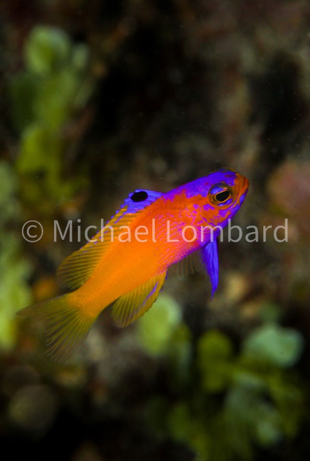 Fin Families - Marine Species / LombardUWPhoto.com