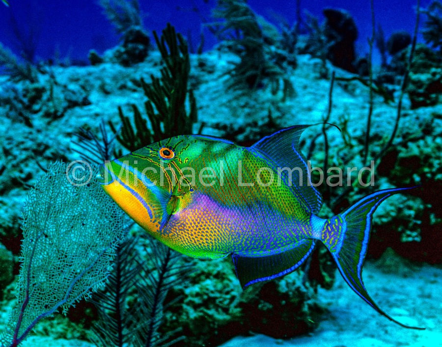 Fin Families - Marine Species / LombardUWPhoto.com