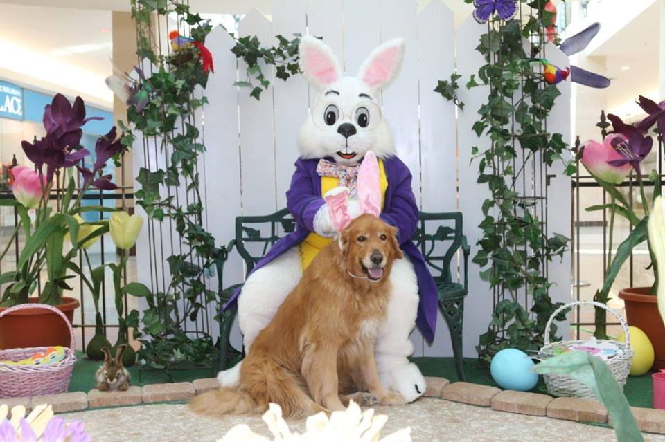 Hop on Over! Pet Photos with the Easter Bunny - Happy at Home