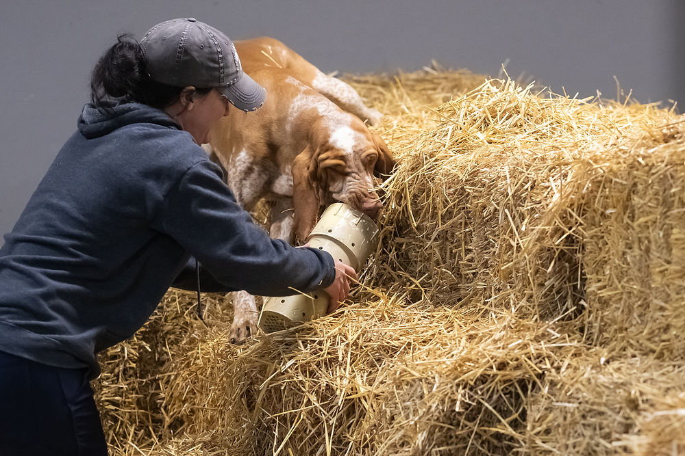 On Point Dog Sports | Barn Hunt Classes Ohio | 3610 Geiger Rd NE ...