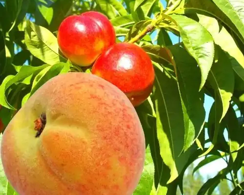 Breeding of Fruits | Online Study Space