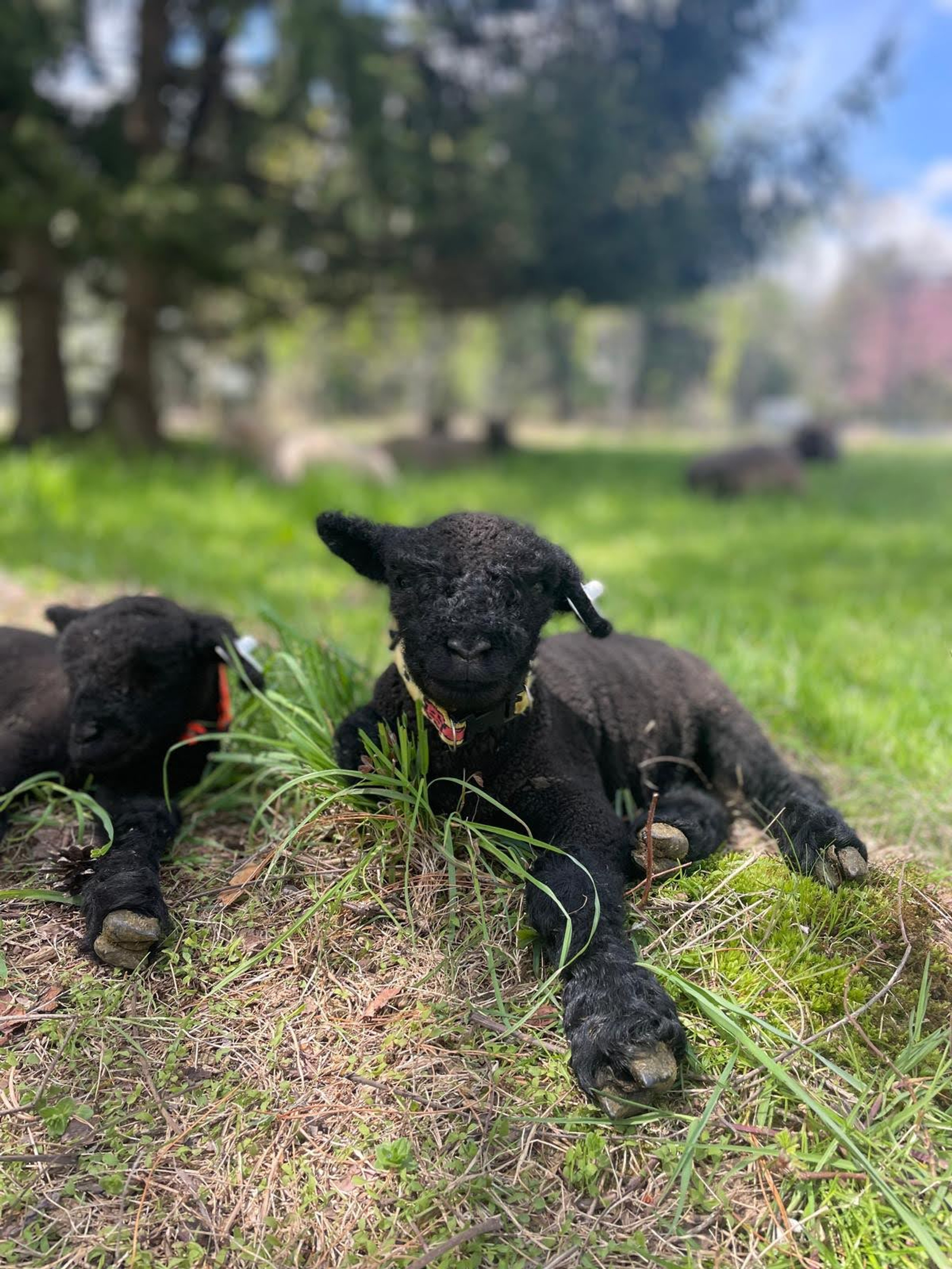 Nebula 2024 Babydoll Lambs Nebula 2024 Babydoll Lambs