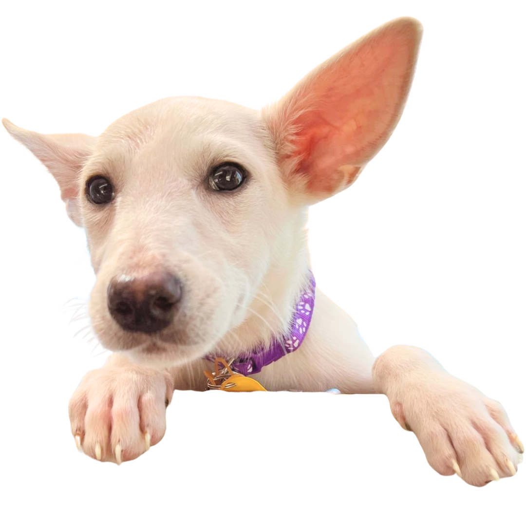 The difference is YOU | Stray Dogs Center