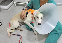 Support | Stray Dogs Center