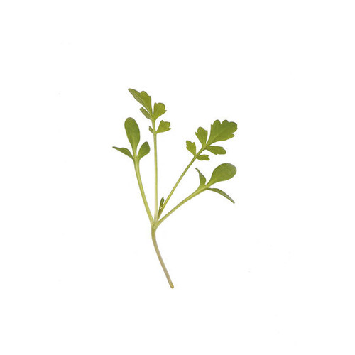 Pepper Cress Micro | NaturallyGrownFarms