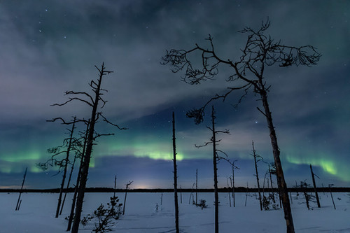 The Dead Forest | nordiclandscape