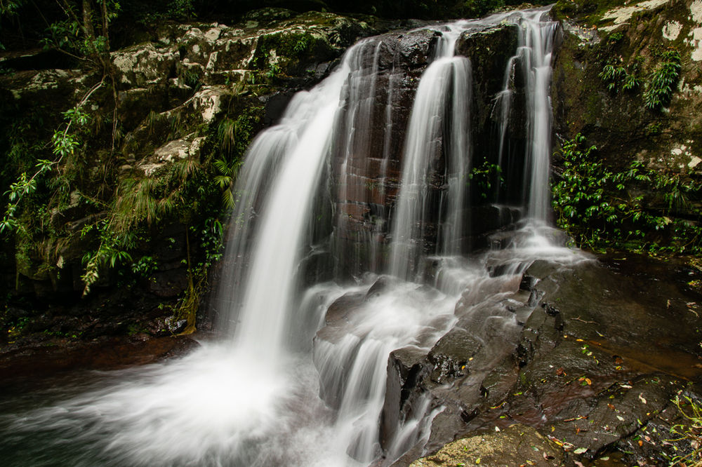 Coomera Falls Circuit - Lamington National Park